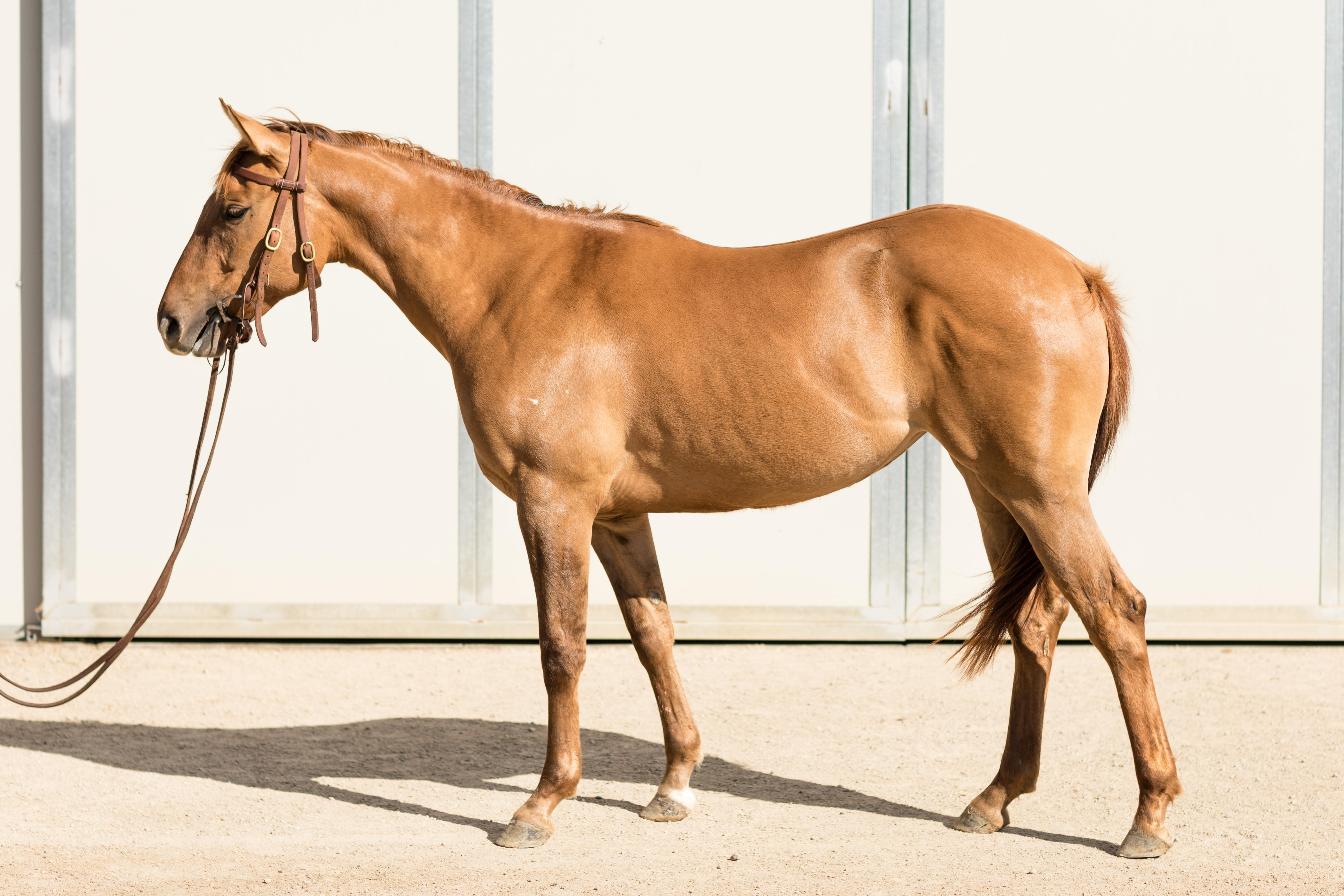 CP BACKDOOR COUNTRY - Performance Horse Sales - Cal Poly, San Luis Obispo